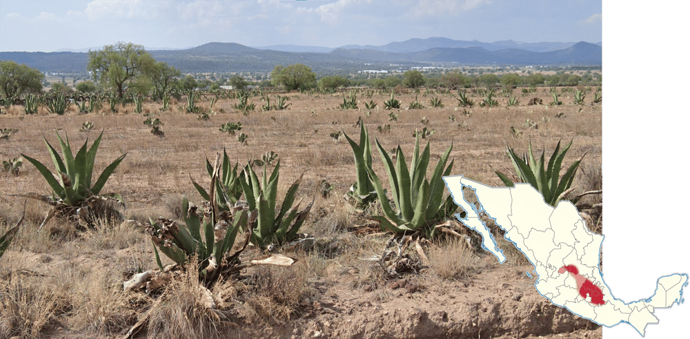 Meta List - A Learnable Mexico